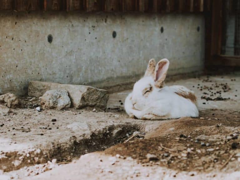 Kaninchen buddeln gerne - der Kaninchenbau