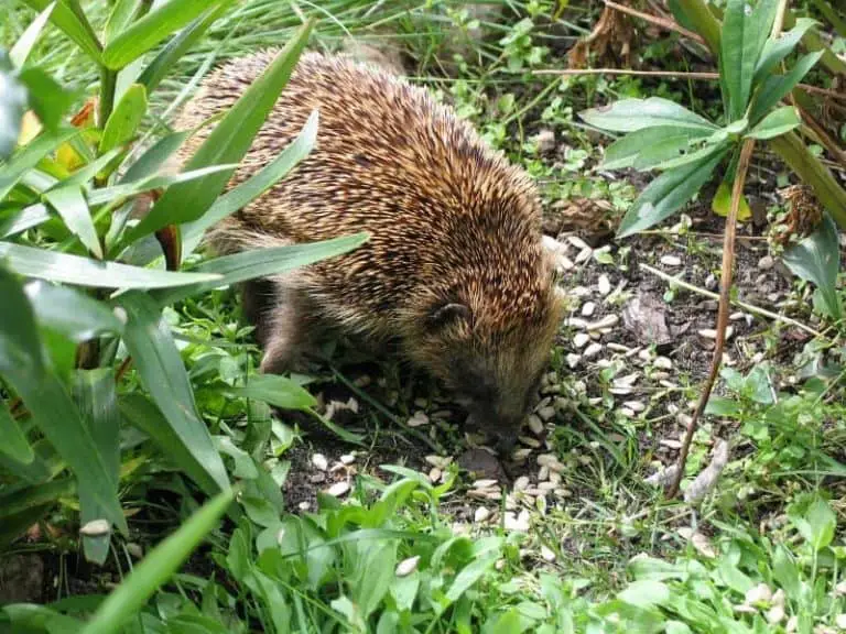 Frisst ein Igel Vogelfutter?