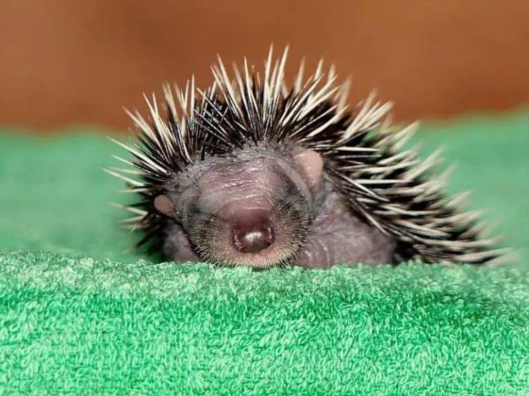 Sind Igel Blind 1