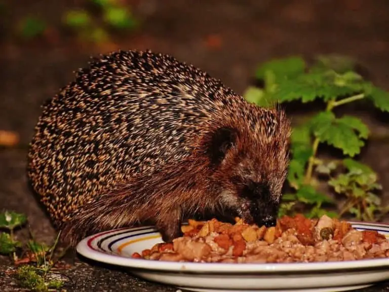 Wie viel frisst ein Igel?