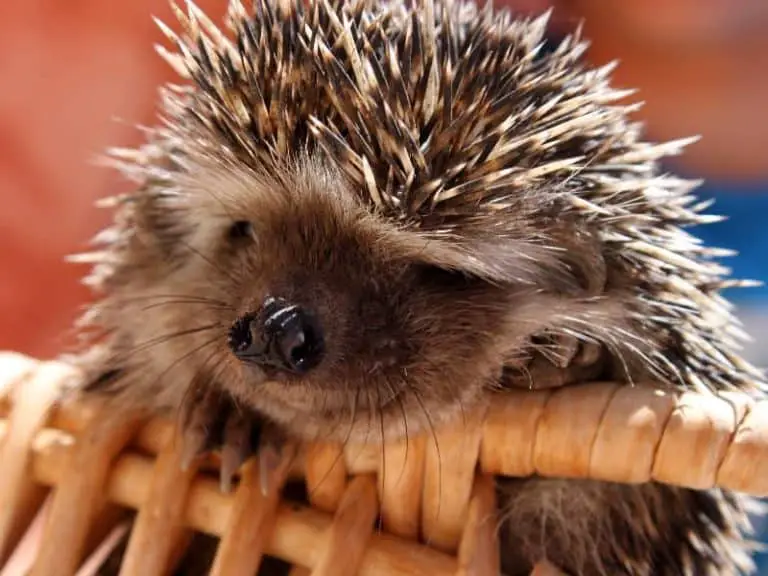 Sind Igel vom Aussterben bedroht?
