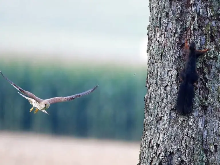 Eichhörnchen Feinde