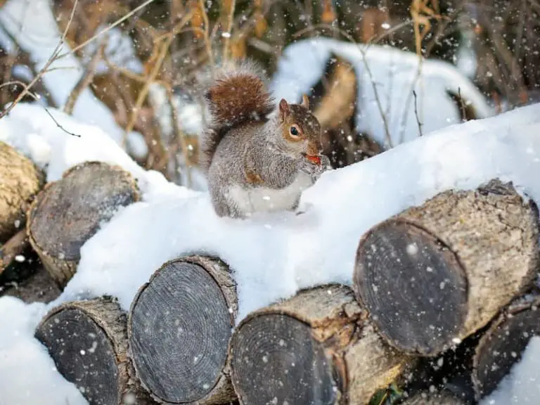 Eichhörnchen Kot erkennen - Tier im Garten