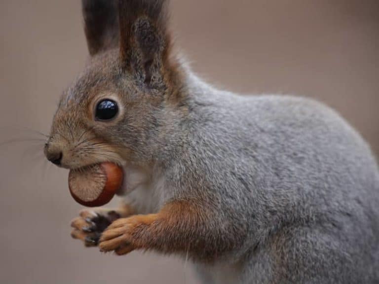 Eichhörnchen Kot erkennen - Tier im Garten