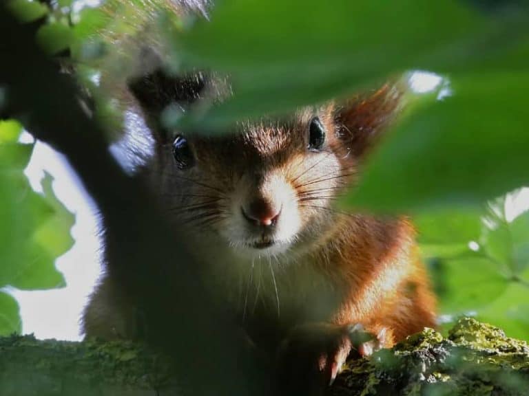 Eichhörnchen Kot erkennen - Tier im Garten