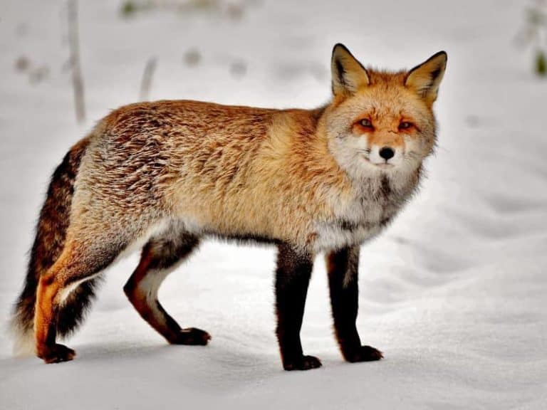 Fuchs im Garten - Tier im Garten