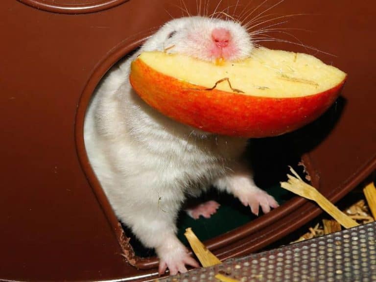Hamsterbacken
