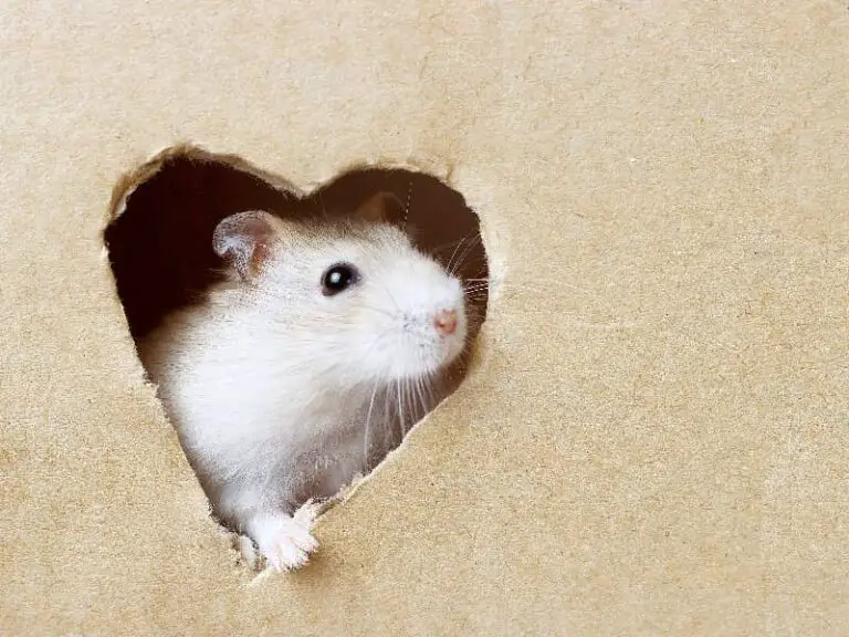 Lebenserwartung Hamster